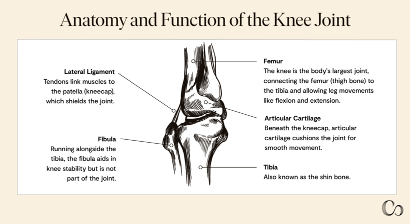 Dislocated Knee Surgery 101 : A Comprehensive Guide - Commons Clinic