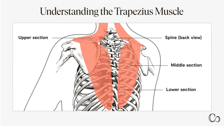 11 Best Physical Therapy (Physiotherapy) Exercises for Upper Body Pain ...